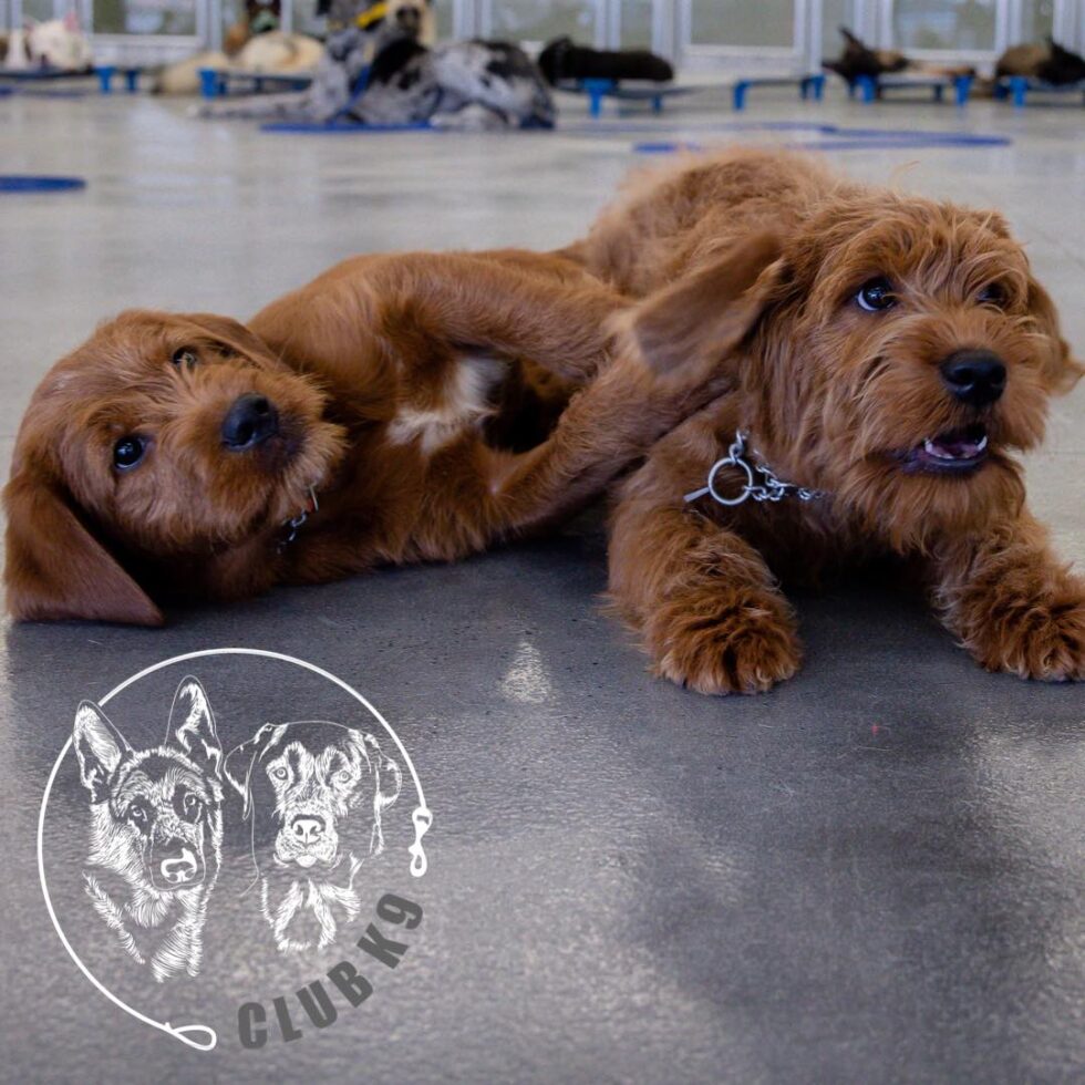 Boarding Daycare Landing Page | Club K9