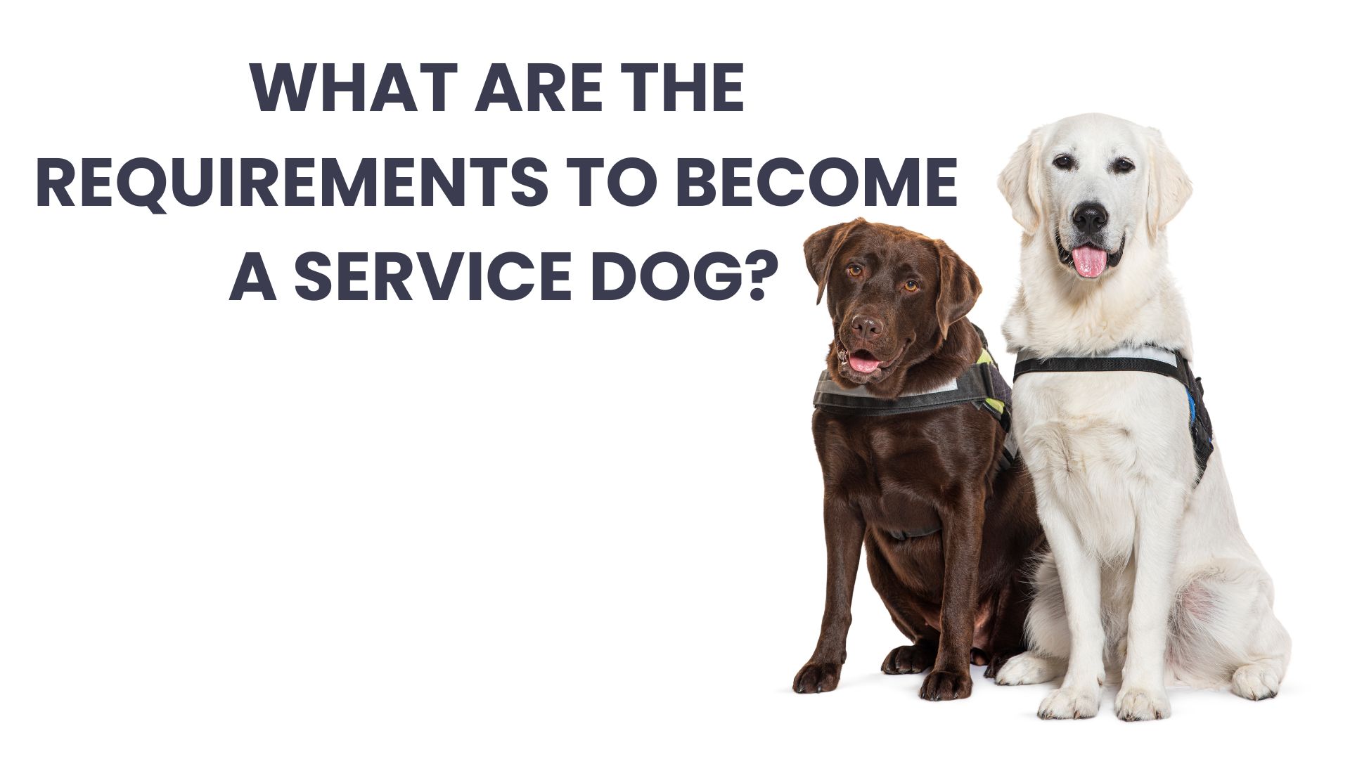 Requirements for a Dog to Become an ADA Service Animal